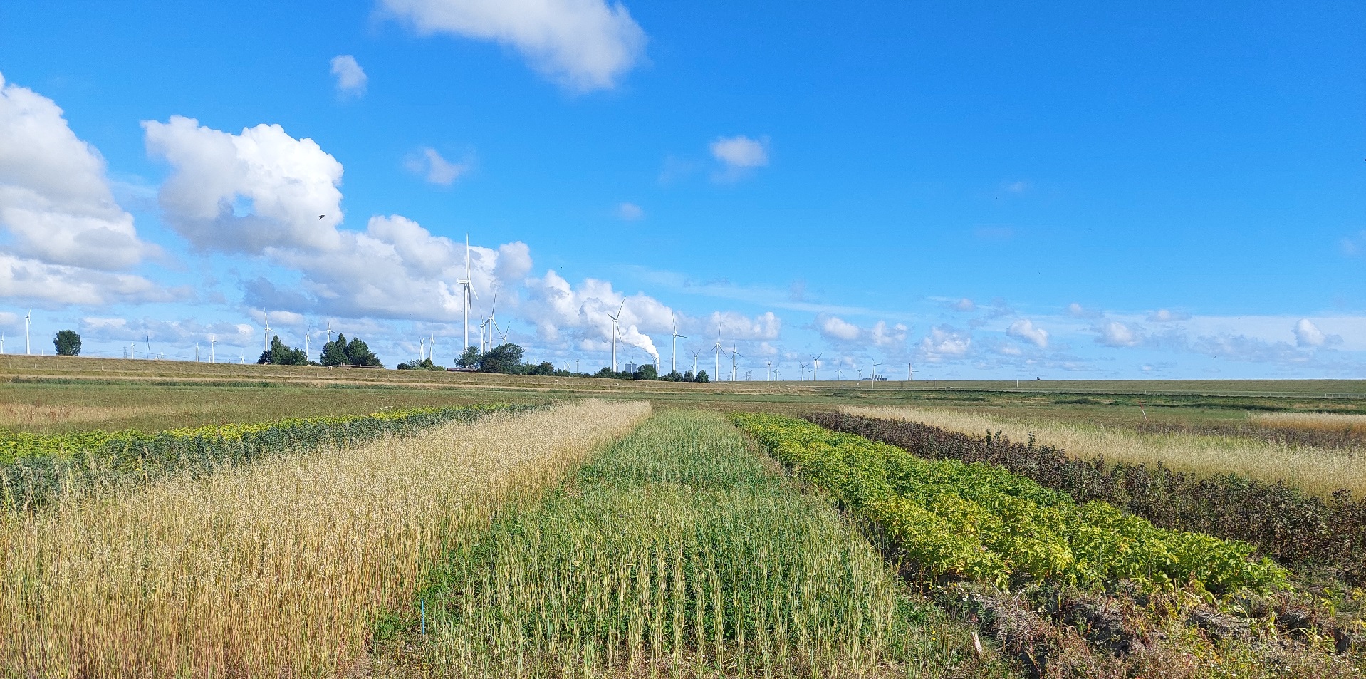 Project: De zilte kleibodem doorgronden - Salta Cluster